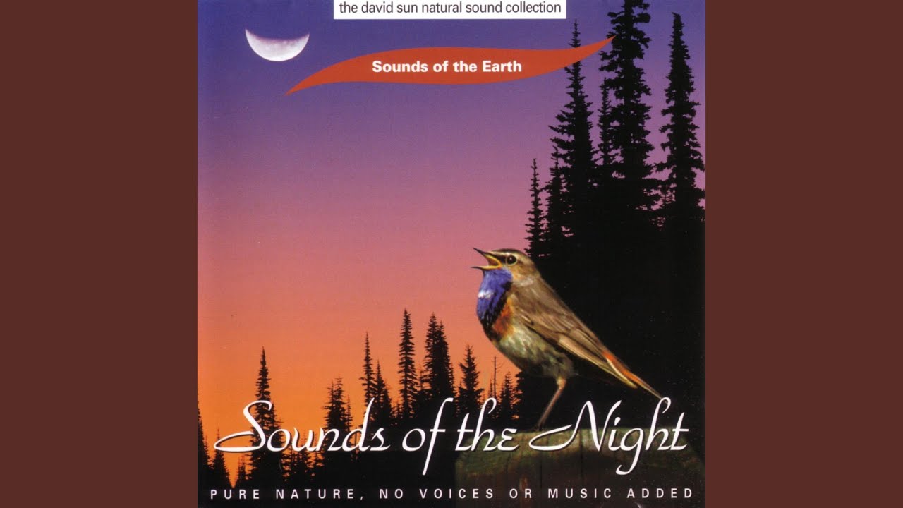 Night Song - YouTube