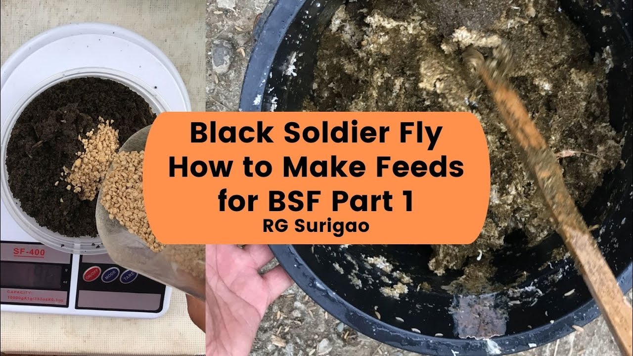 Black Soldier Fly How To Make BSF Feeds Updated 2024 - Part 1 - YouTube