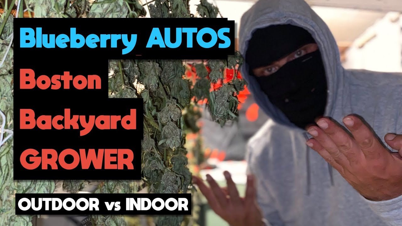 Timelapse Autoflower Outdoor VS Indoor Grow Seed to Harvest | Blueberry ...