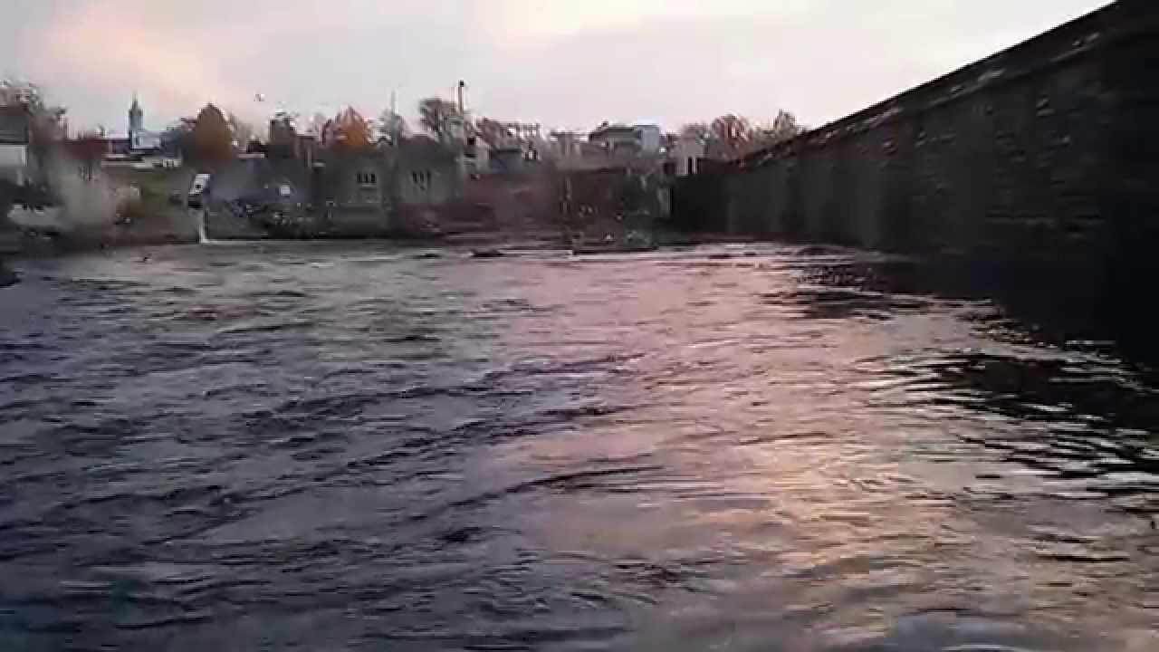 Gulls feeding on river herring at the outfall of the Essex Dam ...