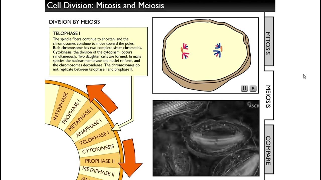 MEIOSIS SIMULATION - YouTube