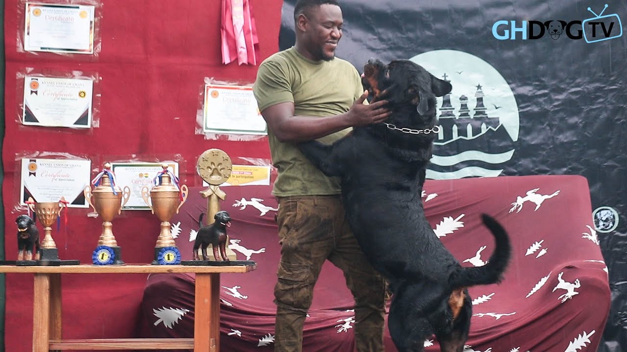Rottweiler hugs owner after showing incredible obedience - YouTube