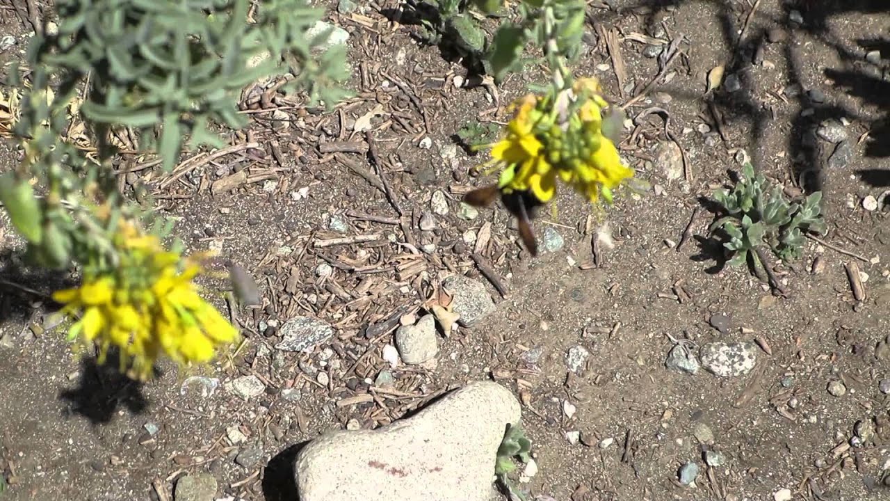 Carpenter Bee (Xylocopa sp.) in SoCal - YouTube