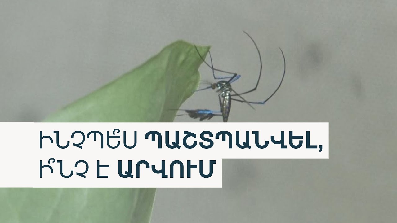 «Արևմտյան Նիլ»-ը հասել է Հայաստան. մեկ մարդ մահացել է - YouTube