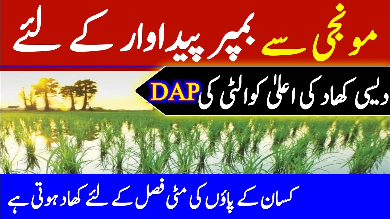 Organic Fertilizer For Rice || Fertilizer For Paddy || Organic Khad ...