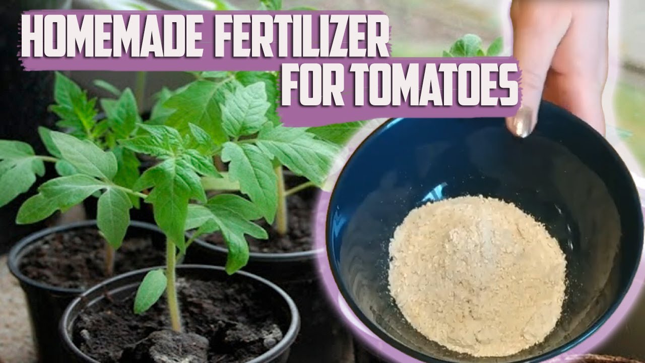 Fertilizing Tomatoes During Transplanting - Homemade Fertilizer For ...