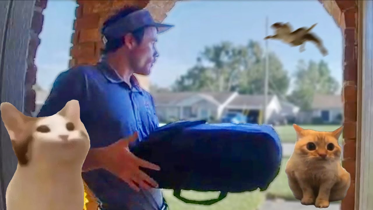 Pop Cat Reacts to Squirrel Launches Itself at Pizza Man - YouTube
