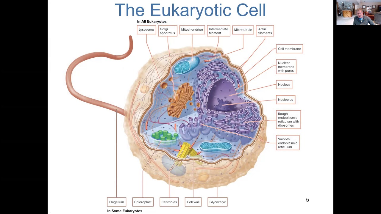 Glycocalyx Eukaryotic Cells
