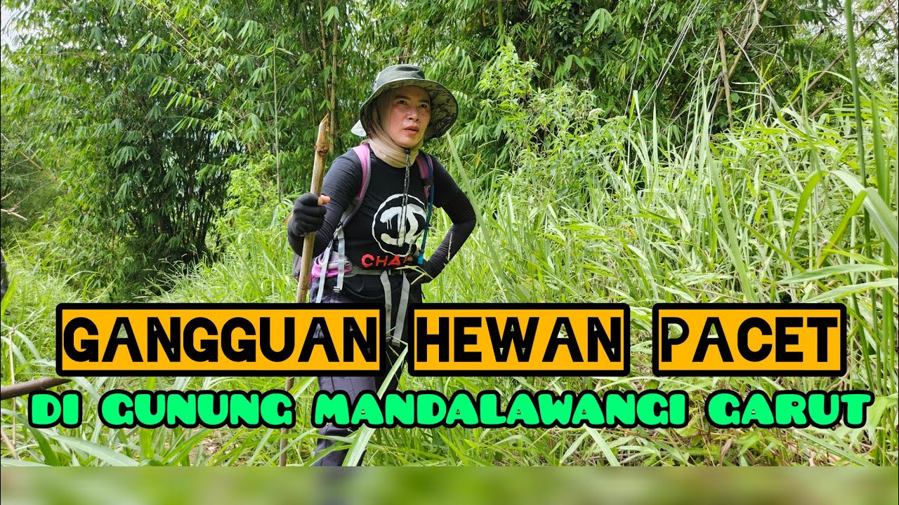 GANGGUAN HEWAN PACET DI GUNUNG MANDALAWANGI . - YouTube