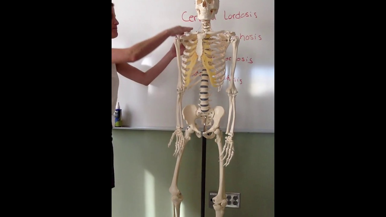 Skeletal System: Bones of Axial Skeleton (spine, rib cage) - YouTube