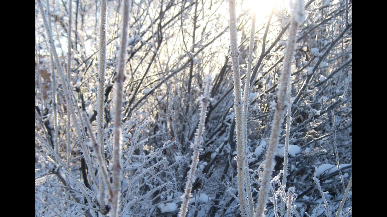 It Finally Snowed! (just a little snow video) - YouTube