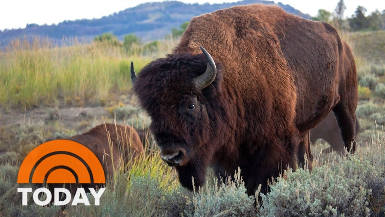 American Bison