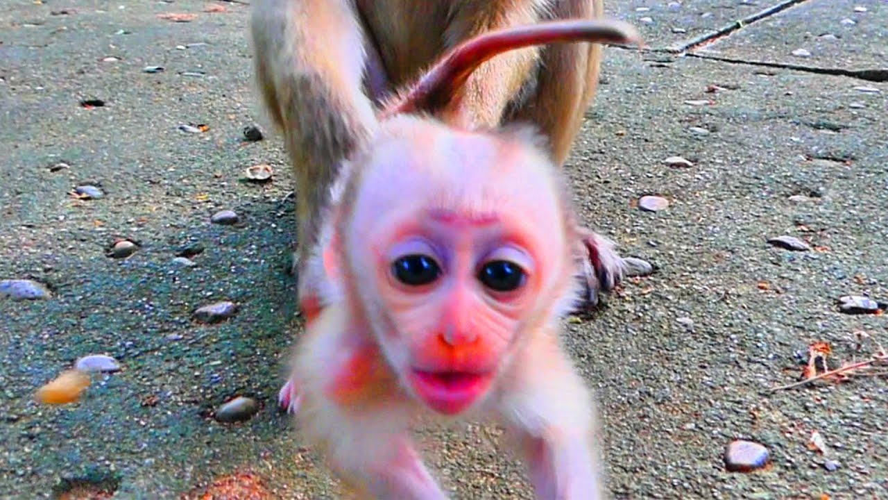 W😱w.. The Best Clip of the Super Adorable BB Monkey😱😱! She's looking in ...