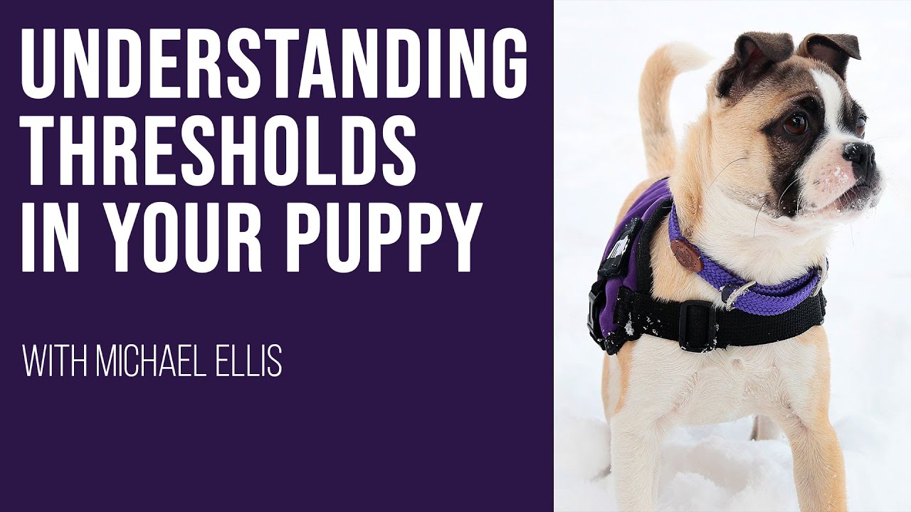 Understanding Thresholds in Your Puppy with Michael Ellis - YouTube