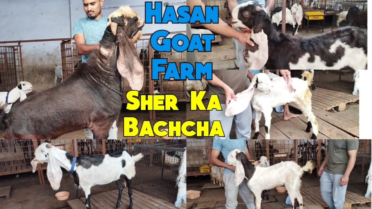 Hassan goat farm Charminar murgi Hyderabadi ka collection Janasheen se ...