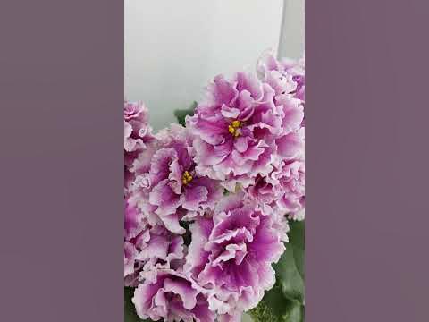 Фиалка ВаТ-Агат Розовый - YouTube
