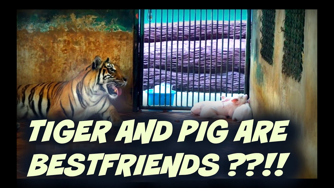 TIGER & PIG ARE BESTFRIENDS IN THAILAND!? | VLOG - YouTube