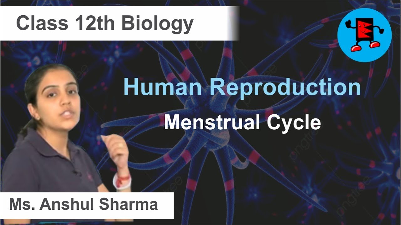 CBSE Class 12 Biology Human Reproduction Menstrual Cycle Extraminds ...