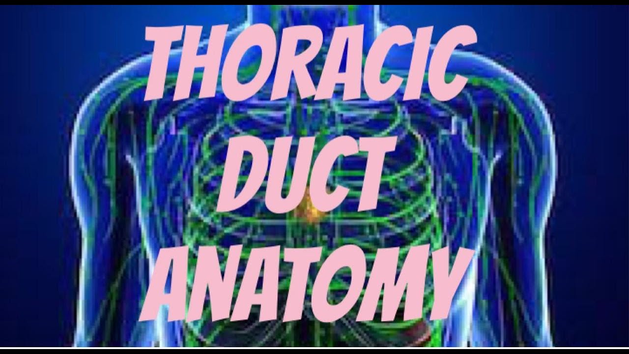 Thoracic duct|anatomy|simple|detailed|diagrams - YouTube