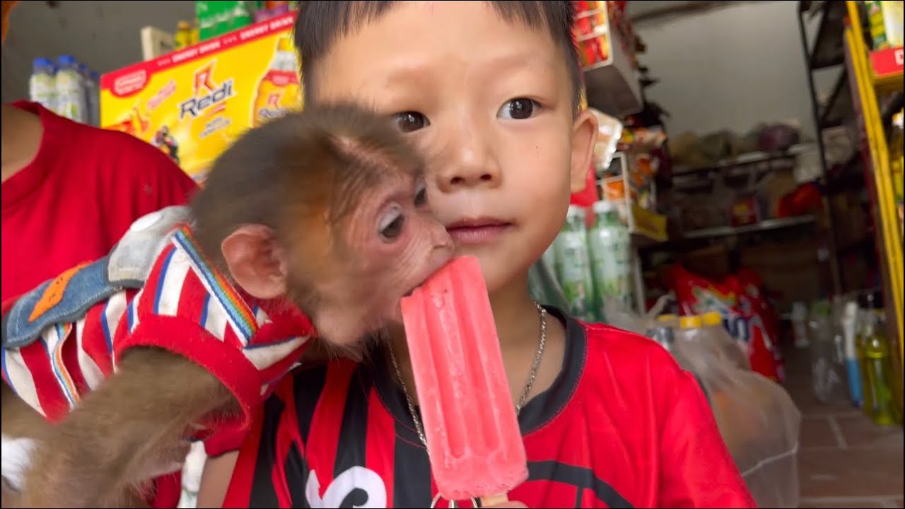Monkey Baby Bon Tom| Bon Bon monkey teases baby and wins ice cream ...