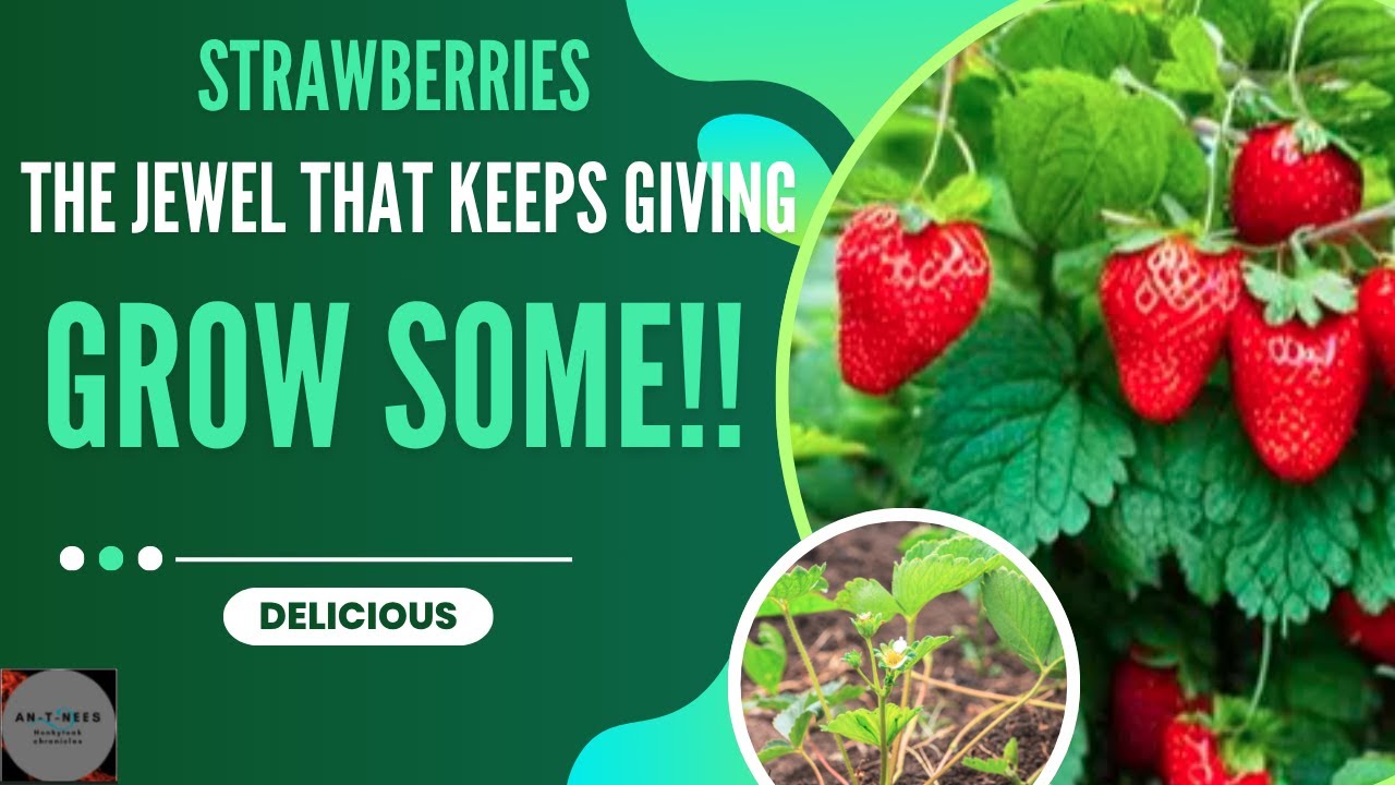 Growing Free Strawberries | Jewel Of The Garden - YouTube