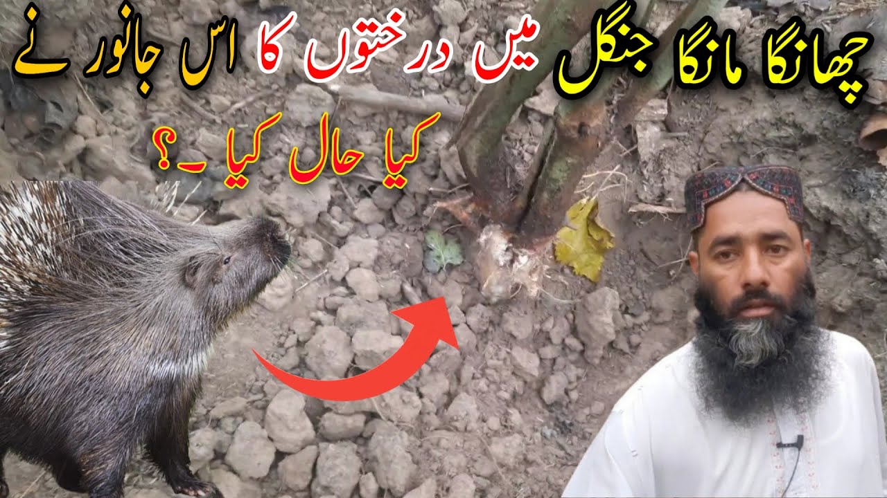 What are the animals of Changa Manga forest trees doing | چھانگا مانگا ...
