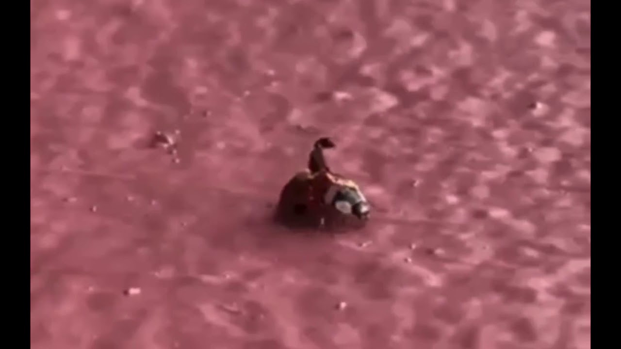 Ant Rides His Lady Bug Steed Away From Colony - YouTube