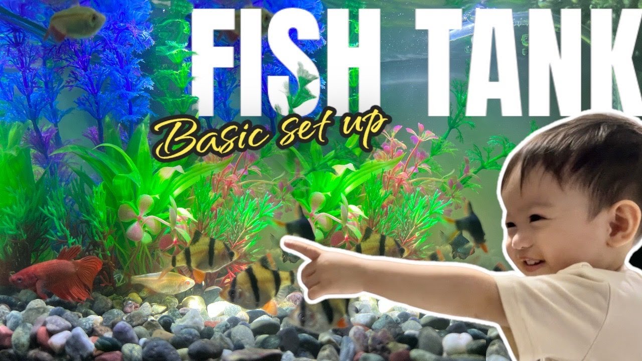 FISH TANK for Beginners | Magkano basic set up ng small fish tank ...