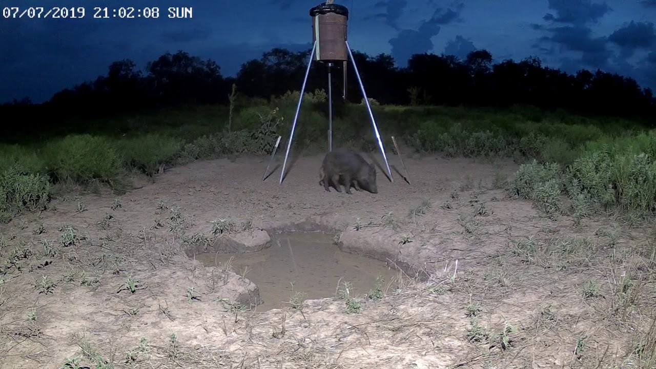 Wild Hogs On Camera 7-07-19 (Feeder 3) - YouTube