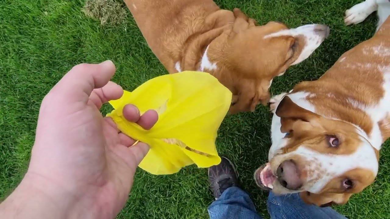 Basset hounds find pot of bones at the end of the rainbow 🌈 - YouTube