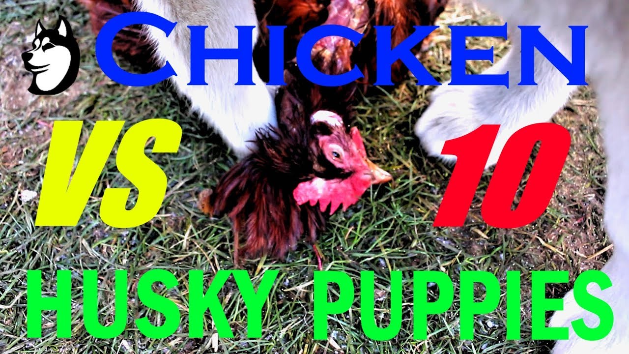 Chicken Flies Into The Husky Den: 9 Husky Puppies Feed On a Chicken ...