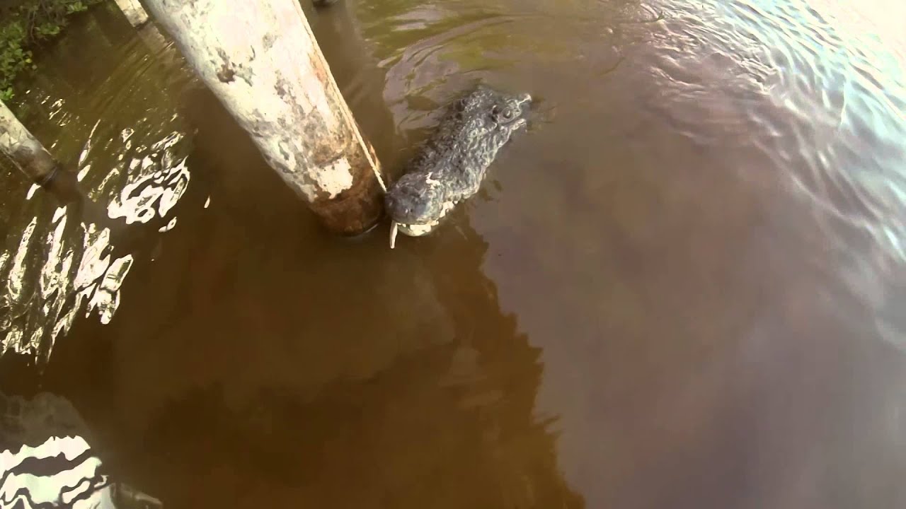 crocs feeding caye caulker belize - YouTube