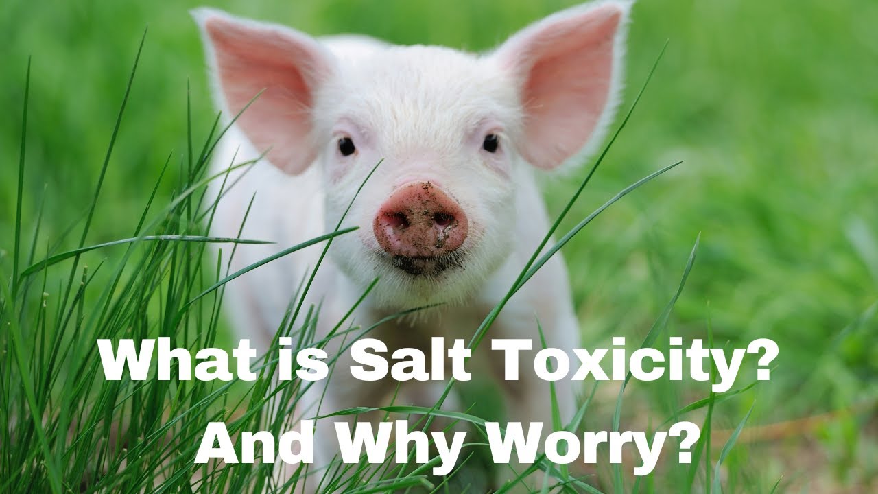 The Shocking Truth About Salt Toxicity and Your Pig - YouTube