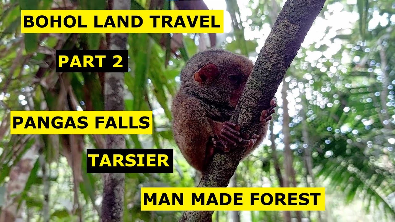 Bohol Land travel Part 2 l Pangas Falls l Tarsier I Man made forest ...