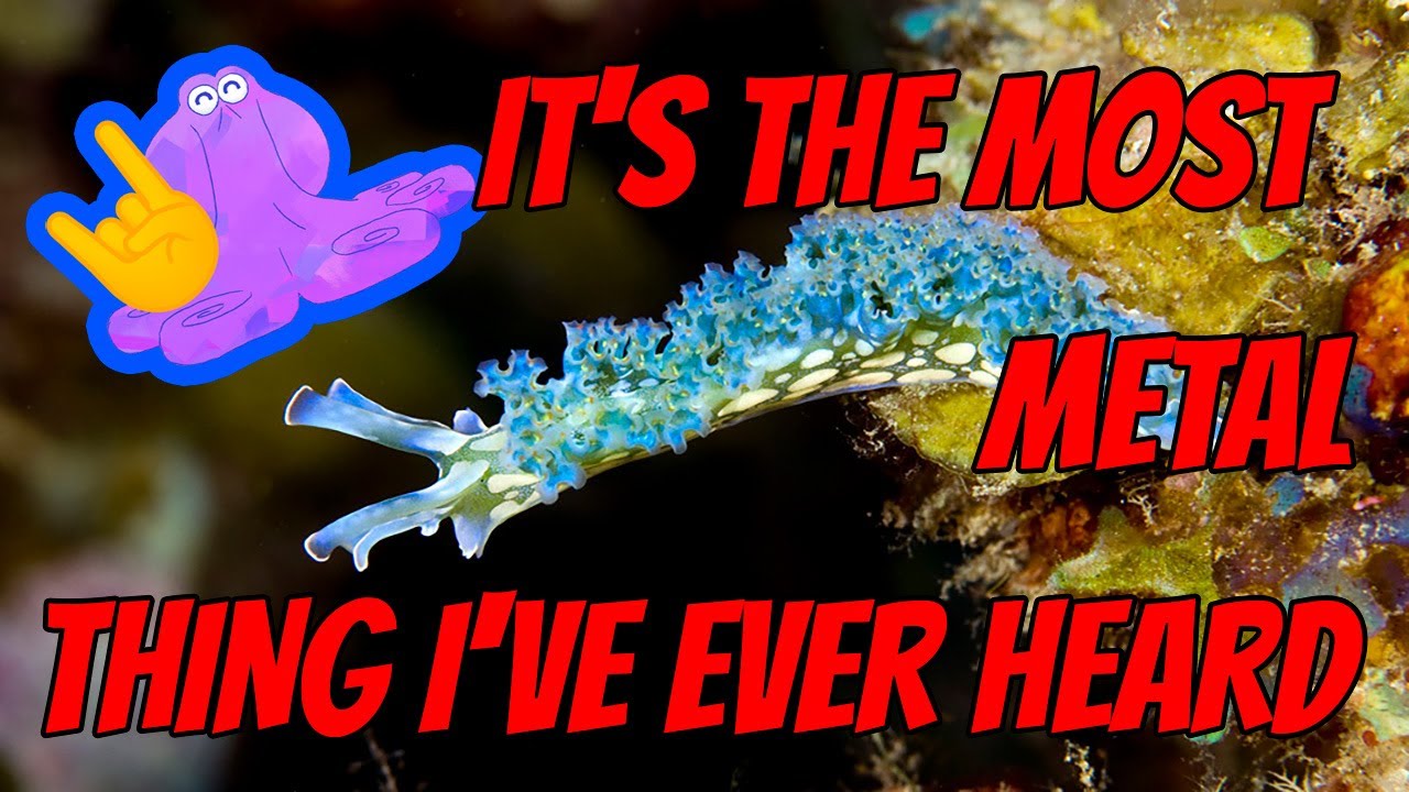 These Sea Slugs EAT SUNLIGHT and RIP THEIR OWN HEADS OFF 🤘🔥🤘 | Alien ...