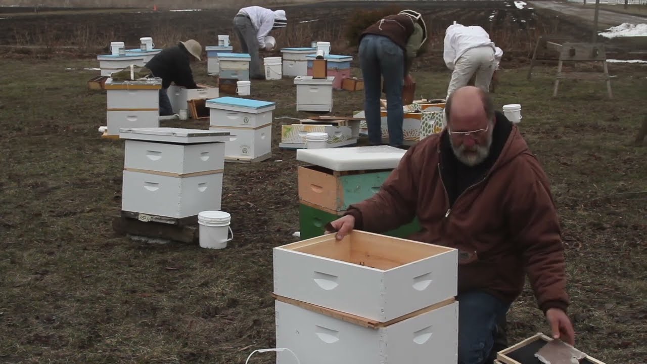 Hiving bees in rain and sleet - YouTube