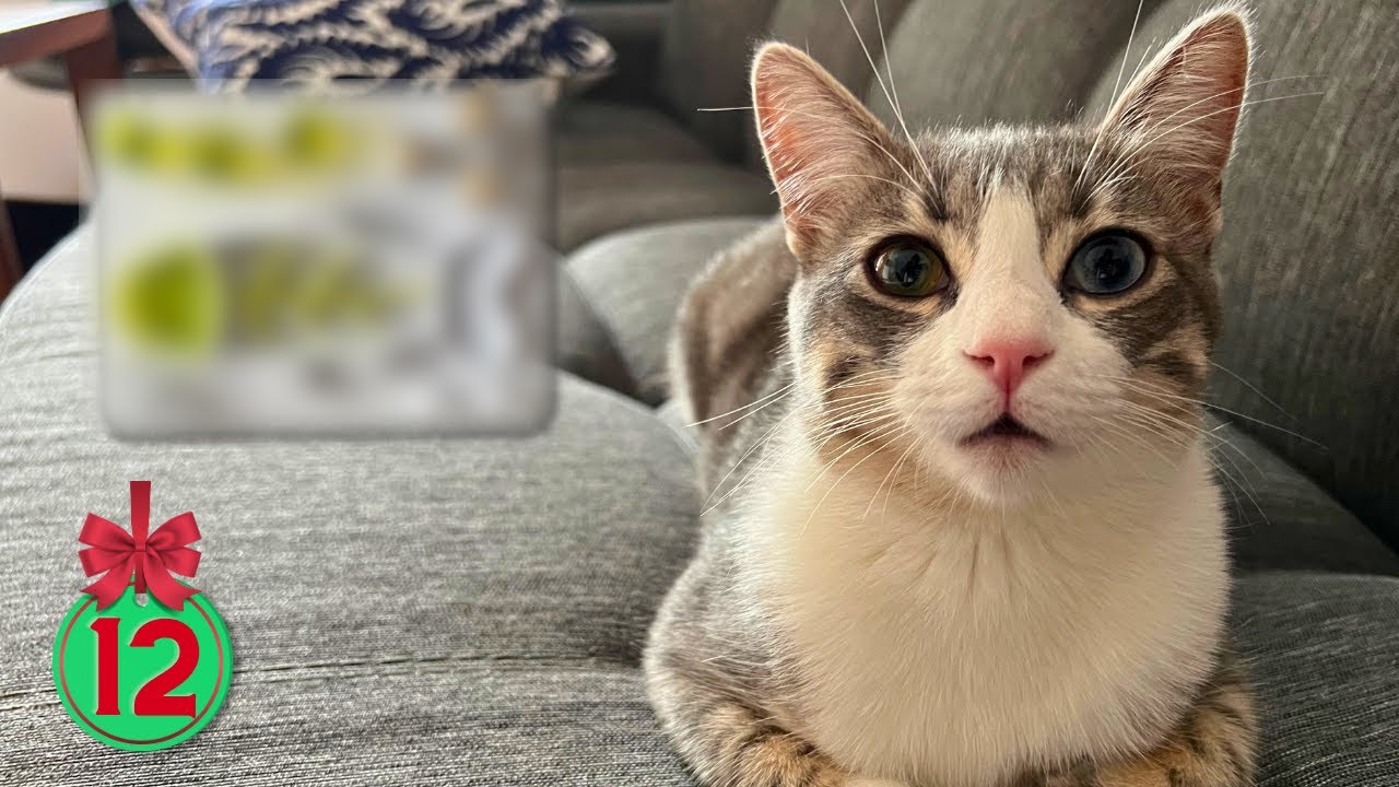 My Kitten Won a Super Secret Surprise - YouTube