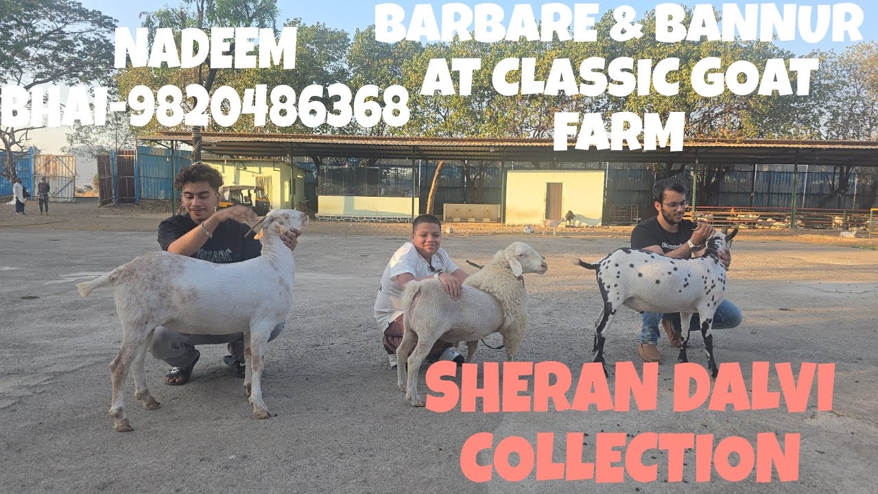 Sheran Dalvi Barbara & Banur At Classic Goat For 2025 With Palai Result ...