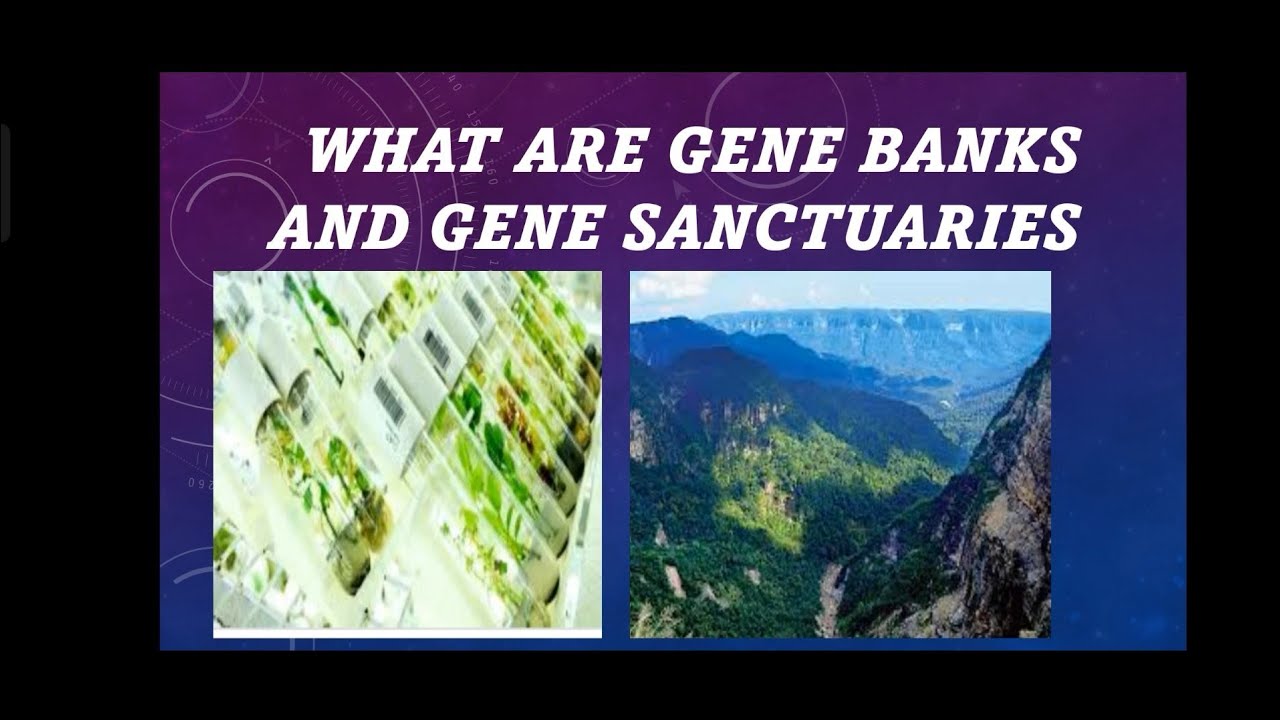 gene sanctuaries and gene banks - YouTube