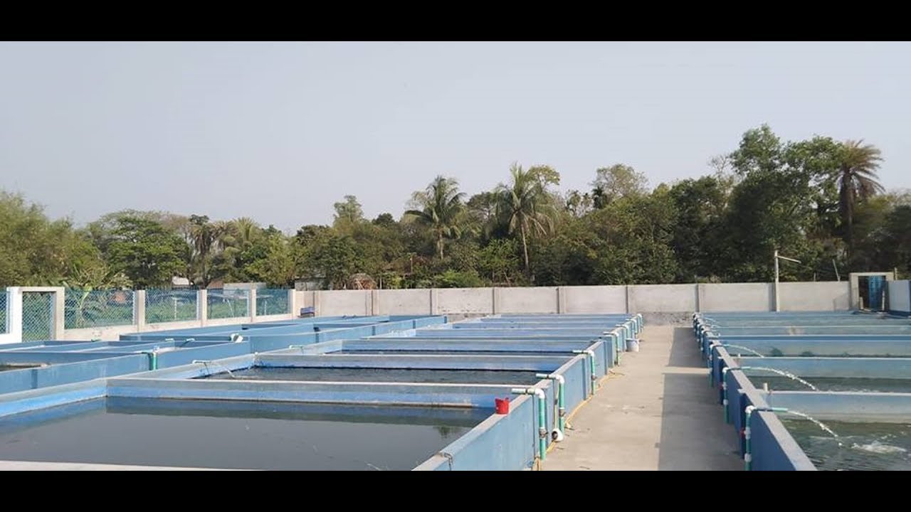 Biofloc fish farming in #Bangladesh (ভিডিও নঃ- ১৩) - YouTube