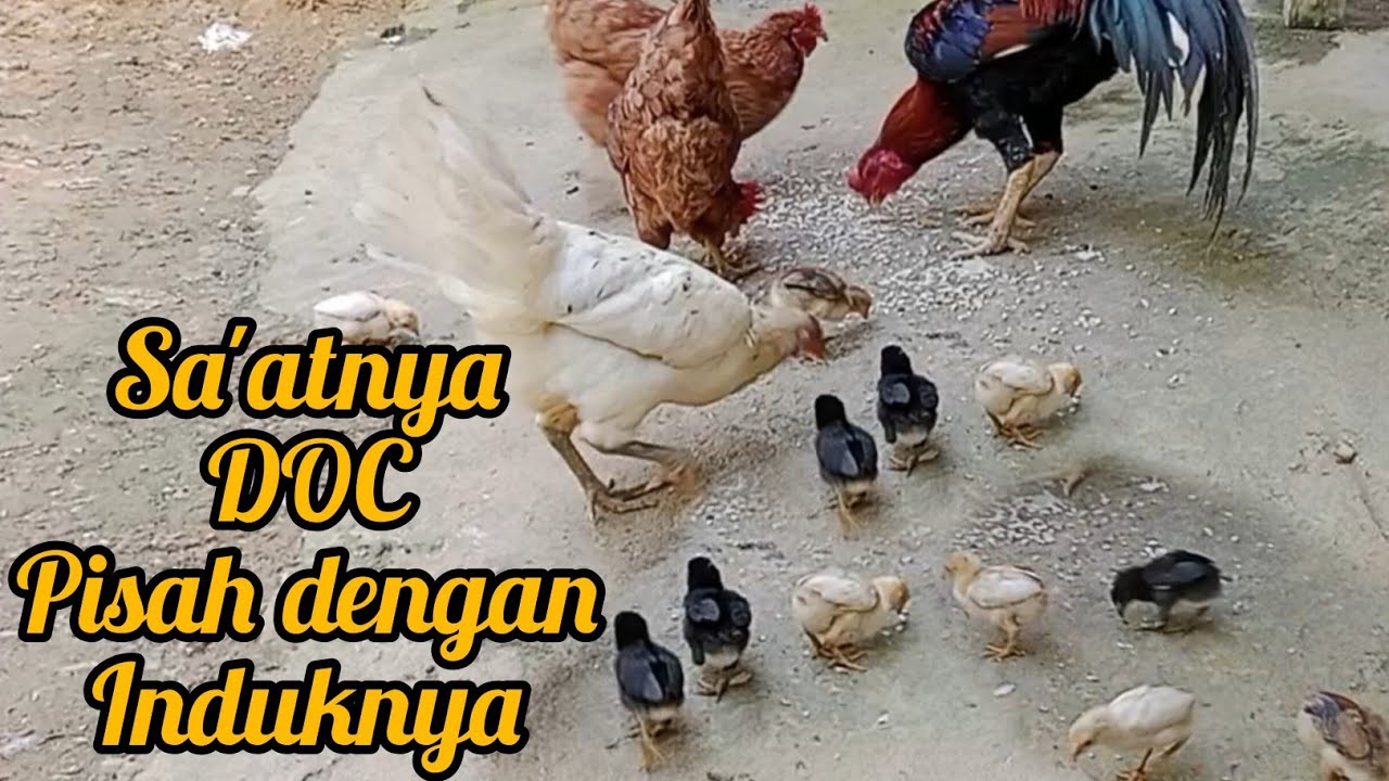 Sa'atnya memisahkan anak ayam dari induknya. @peternakcilik8683 - YouTube