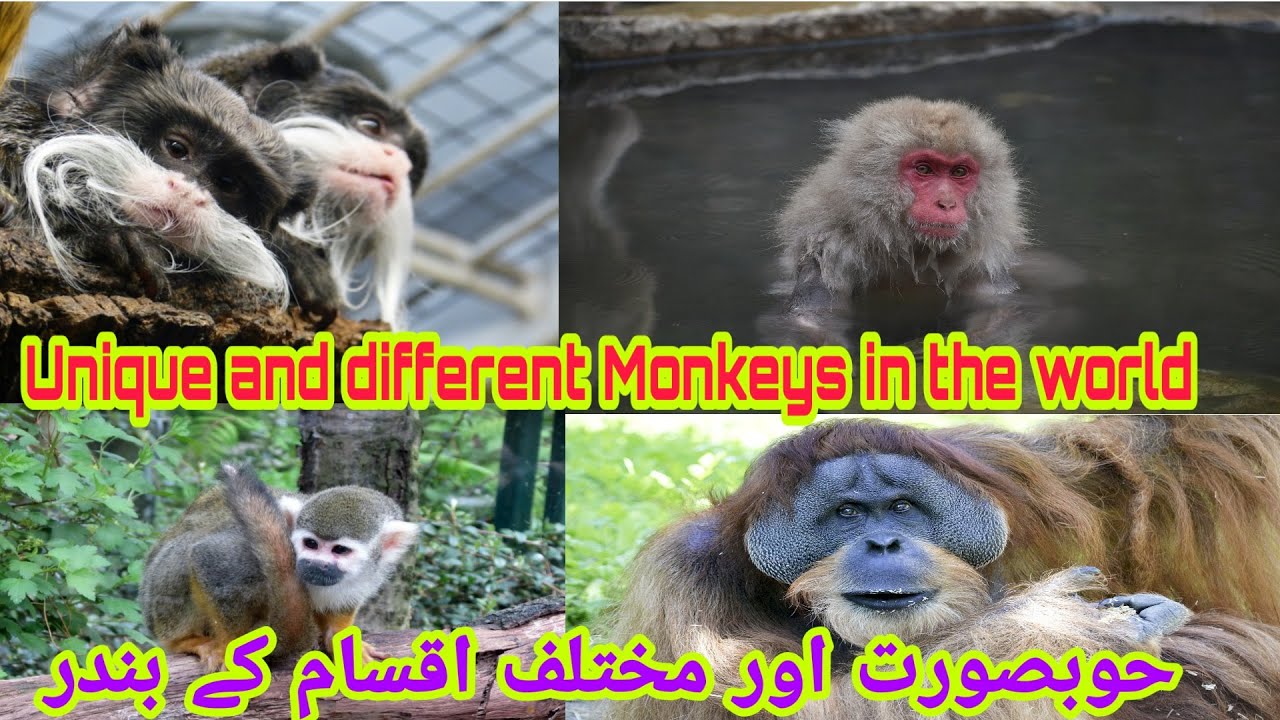 Unique and different monkeys/ most beautiful monkeys in the world/ the ...