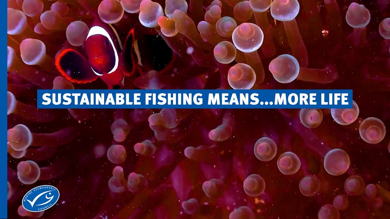 How can sustainable fishing mean more life in the ocean? - YouTube