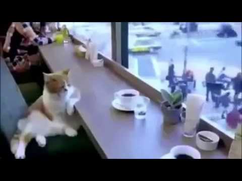 Efkarlı ve cool kedi ( sad and cool cat )