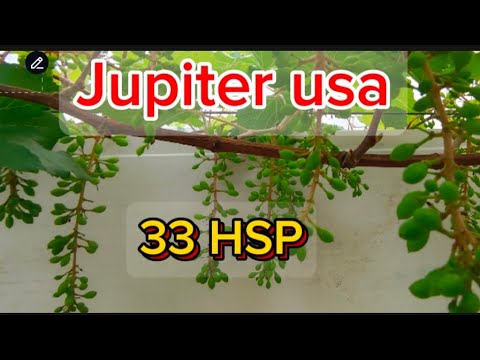UPDATE BUAH ANGGUR JUPITER 33 HSP - YouTube