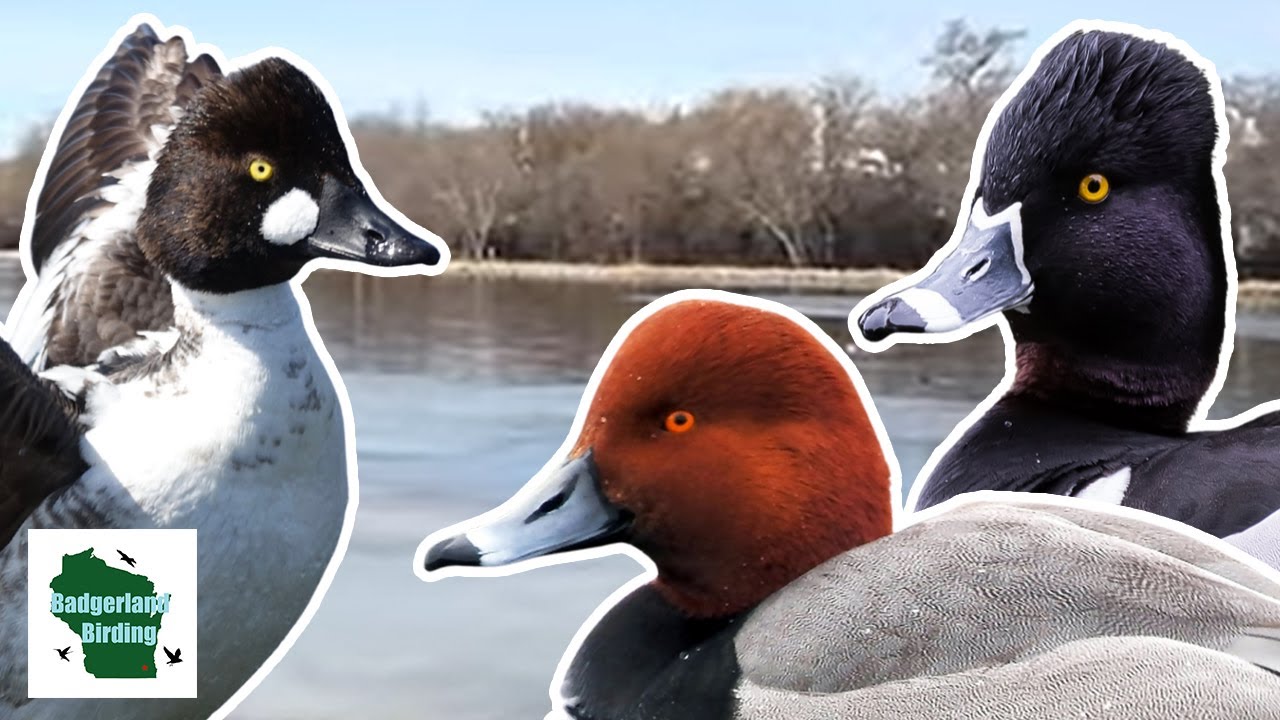 Finding as Many Ducks as Possible in Early Spring - YouTube
