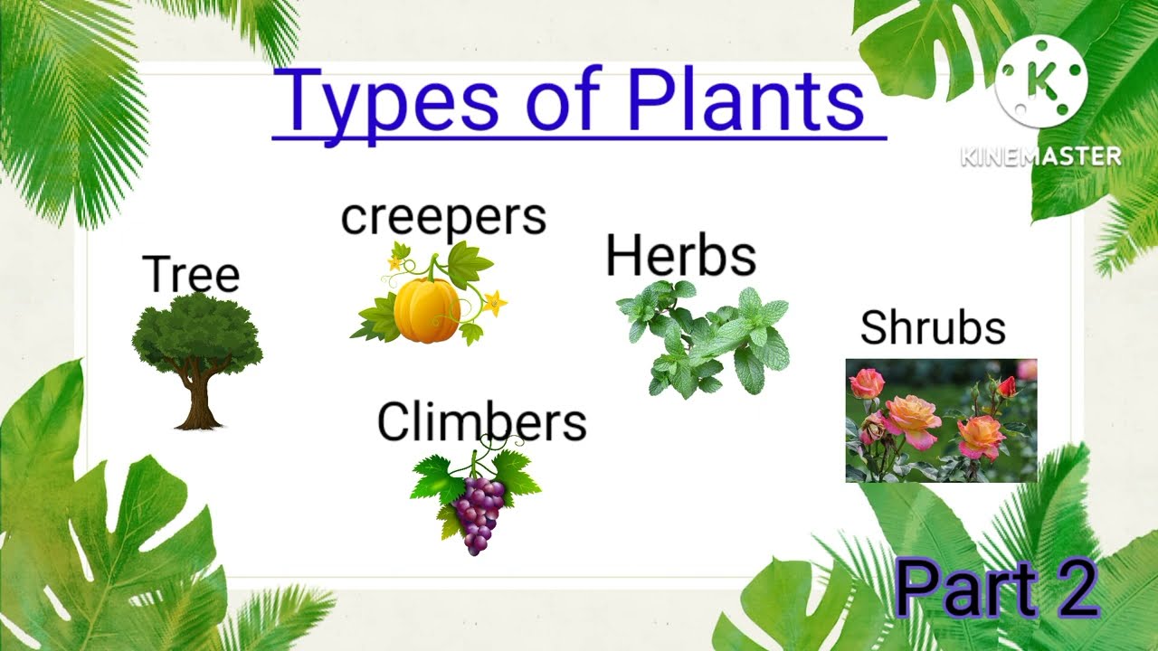Types Of Plants shurb creeper climbers tree types Of Plants For Kids Types Of Plants shurb creeper climbers tree types Of Plants For Kids