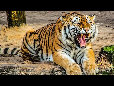 Tiger 🐯 King 👑 | Tiger Growling Sound | Tiger Roar Sound | Must Watch | Animal Lover