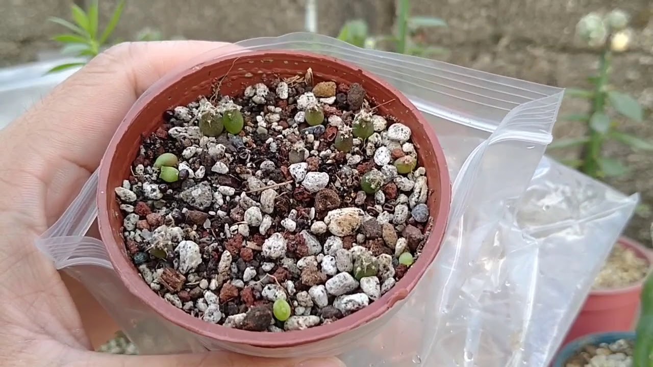 Micrografting Tutorial - YouTube