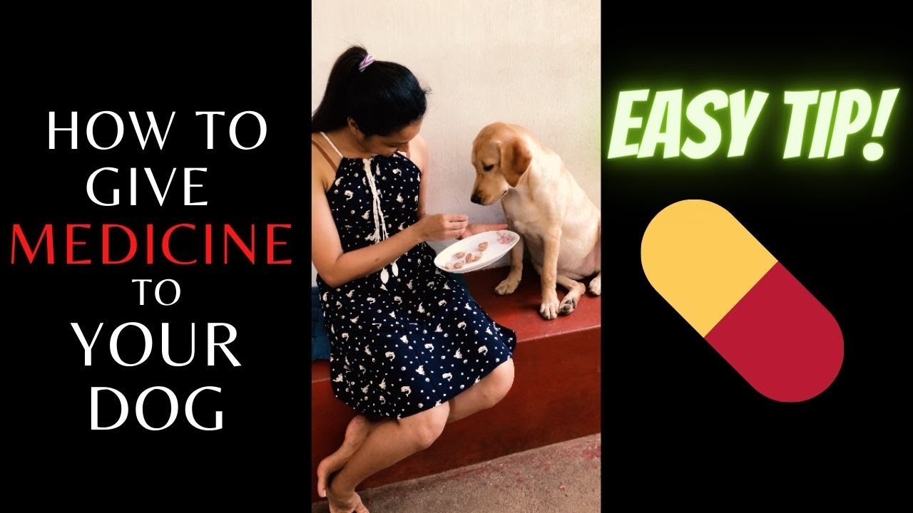 How to give medicine to a dog💊| Easy way | Pet tips🔴 - YouTube